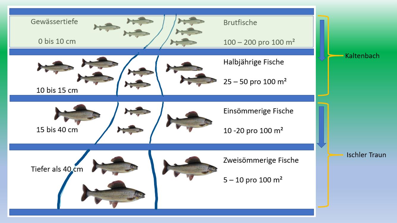 ÄSCHE (Thymallus thymallus) – – Fischereimanagement Salzkammergut